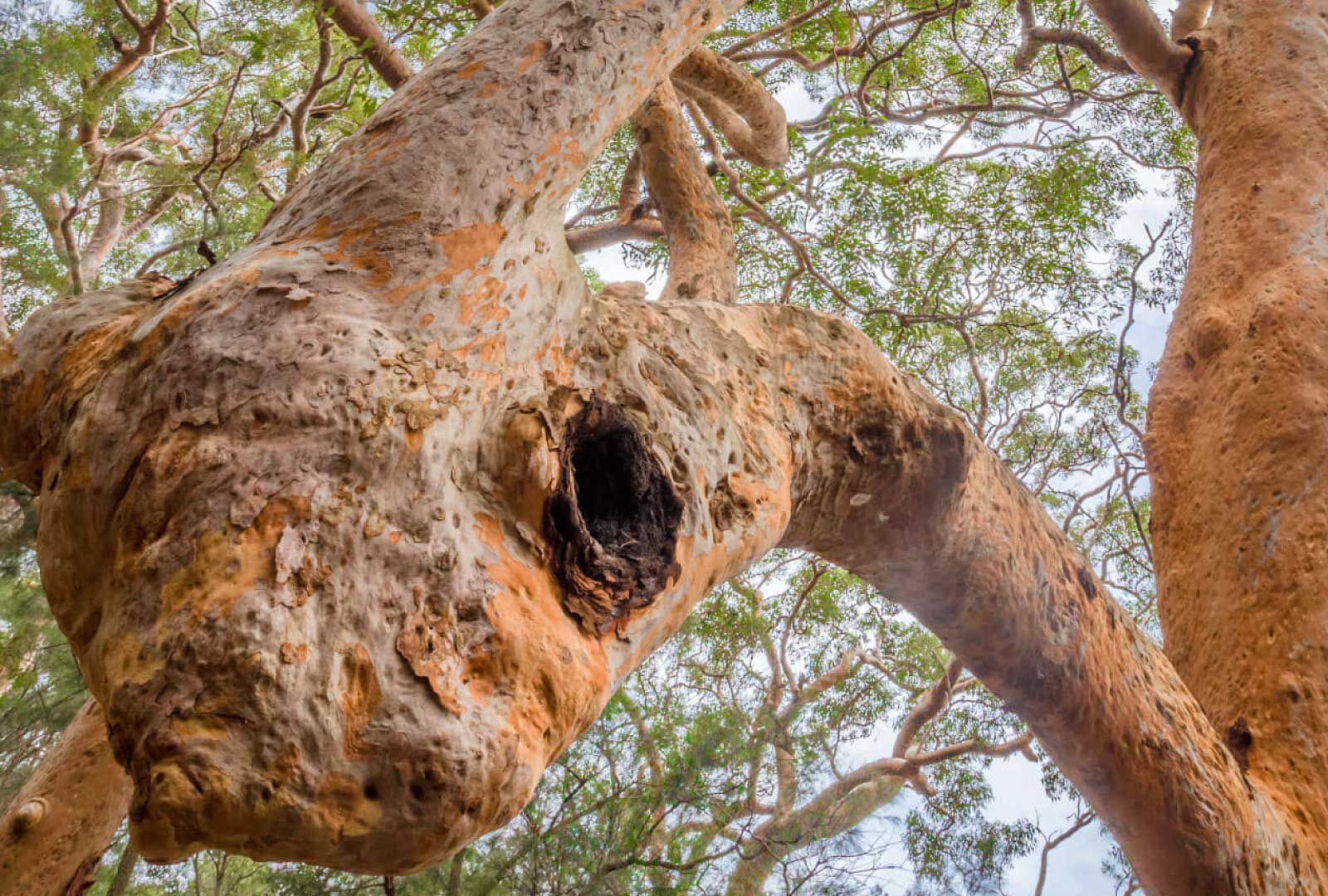 large-sick-tree-removal | Roofing Plumbing and Roof Ventilation ...